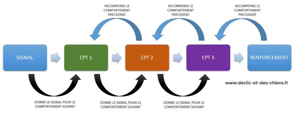 Les chaînes de comportements | Déclic et des Chiens